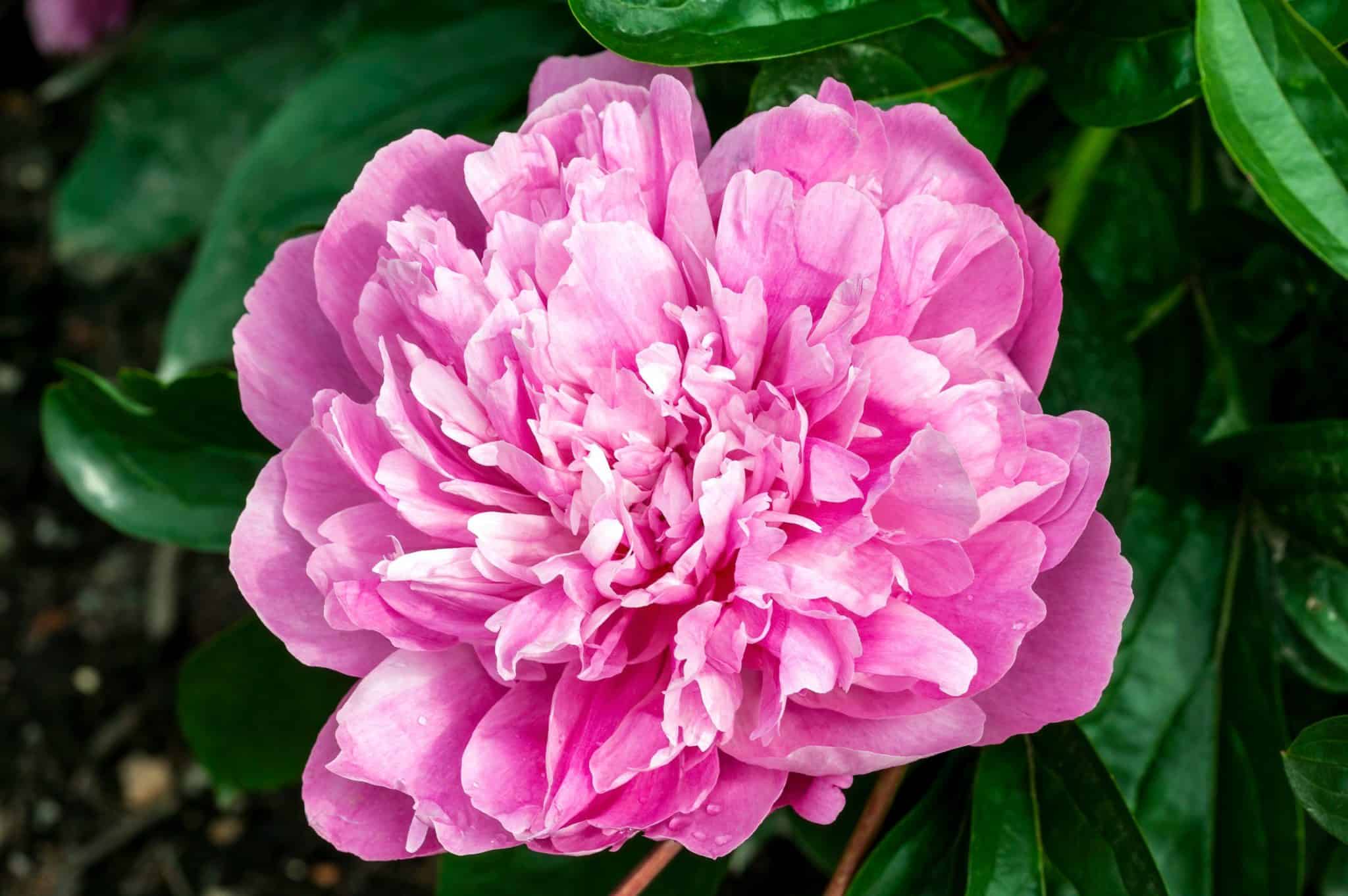 Why Everyone Loves The Peony